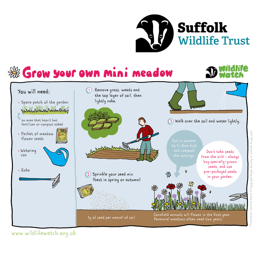 A guide to growing your own mini meadow | Suffolk Wildlife Trust